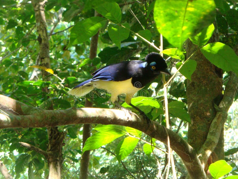 Common magpie on a branch stock photo. Image of closeup - 174254982