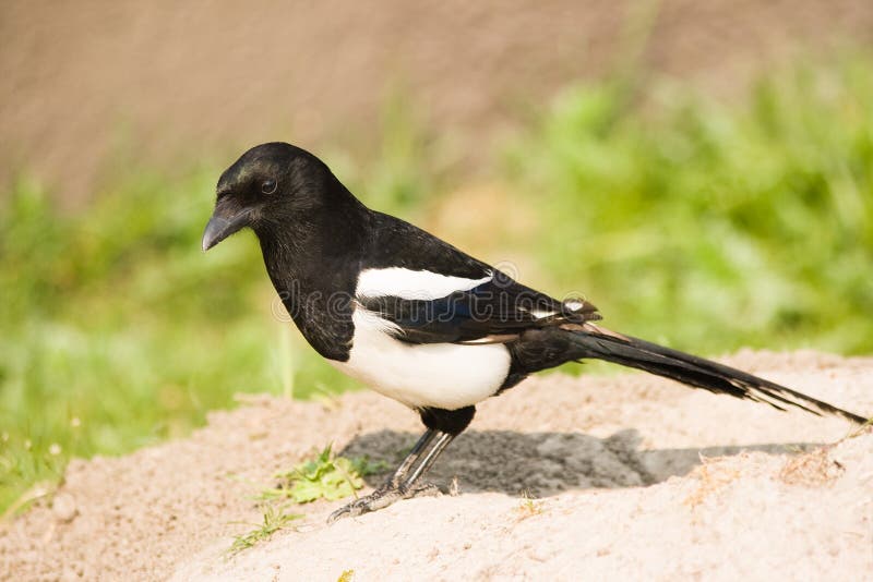Common Magpie or European Magpie Stock Photo - Image of wild, white ...