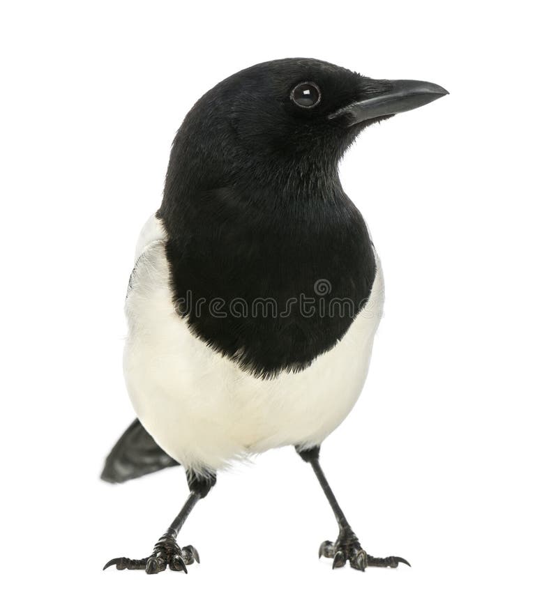Common Magpie Looking Up, Pica Pica, Isolate Stock Image - Image of ...