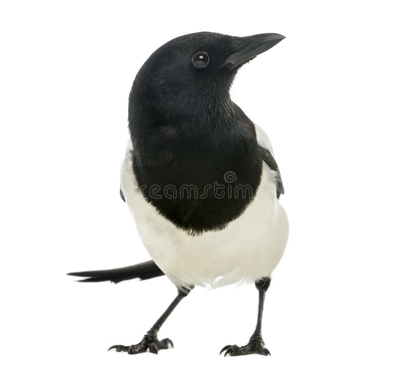 Common Magpie Looking Up, Pica Pica, Isolate Stock Image - Image of ...