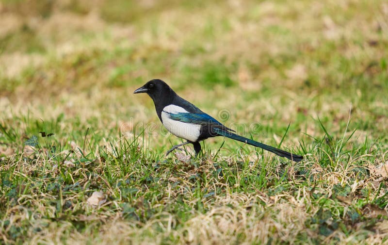 Common magpie in the grass stock photo. Image of corvidae - 274283352