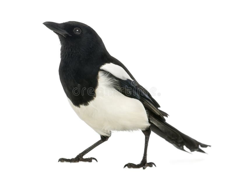 Common Magpie Looking Up, Pica Pica, Isolated Stock Image - Image of ...