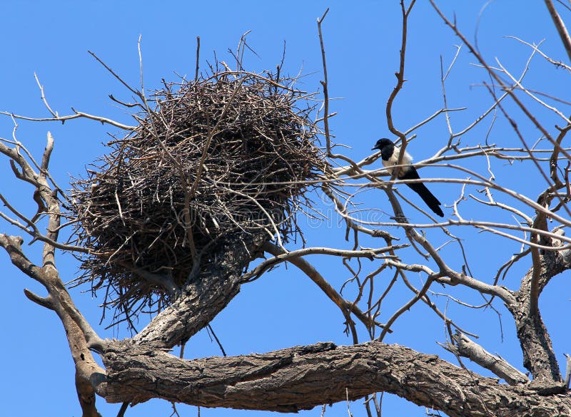 Nest of Magpie, Pica pica stock photo. Image of magpie - 11288218