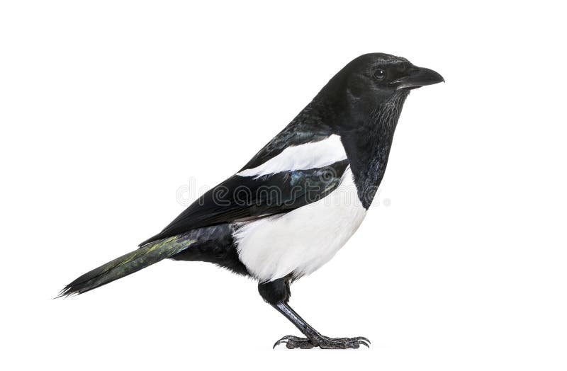 3,370 Magpie White Background Stock Photos - Free & Royalty-Free Stock ...
