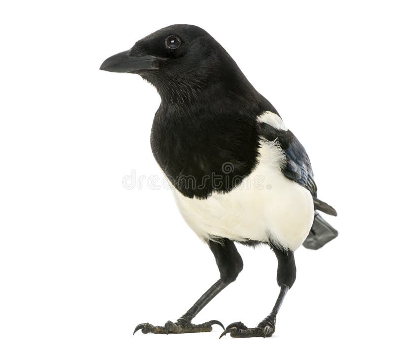 Common Magpie Looking Up, Pica Pica, Isolate Stock Image - Image of ...