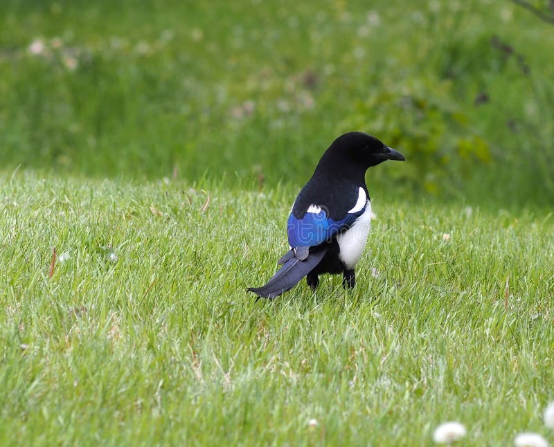 Common Magpie stock photo. Image of avian, ring, white - 55318486