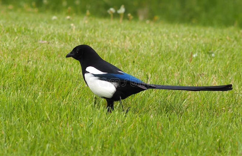 Common Magpie stock image. Image of black, blue, white - 55318511