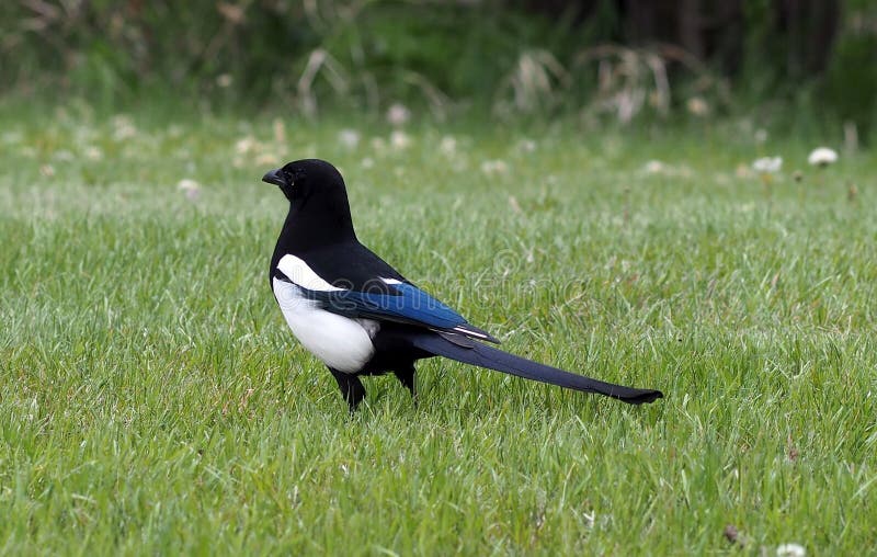 Common Magpie stock image. Image of black, scavenger - 55318557