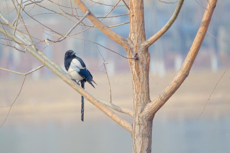 Common Magpie stock photo. Image of wild, nature, common - 170975780