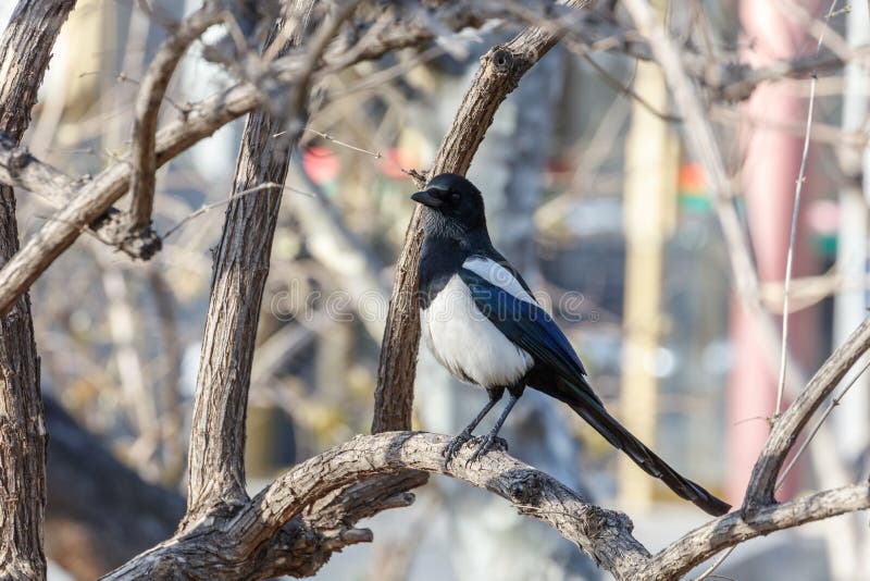 Common Magpie bird stock image. Image of magpie, nature - 110895757