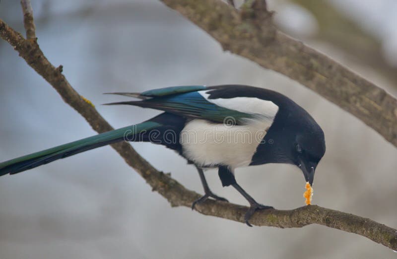 Common Magpie on Tree Brunch Stock Image - Image of wildlige, feathers ...