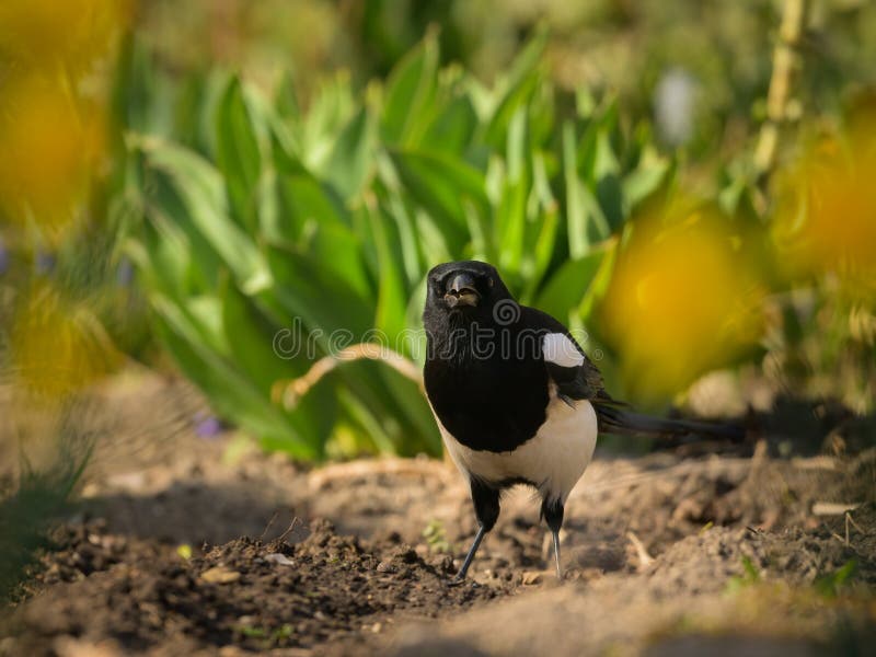 A Common Magpie Walking and Searching for Nesting Material in the ...
