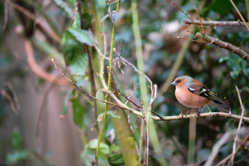Common male chaffinch stock image. Image of wildlife - 255783451