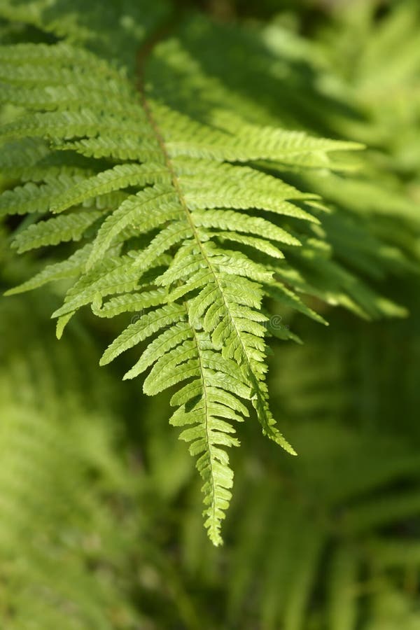 Common male fern stock image. Image of garden, nature - 290103117