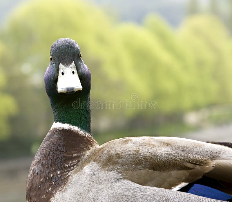 Common male mallard duck stock image. Image of landing - 14755609