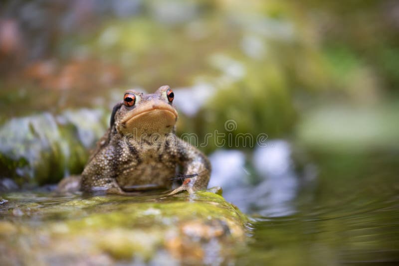 Common Male Toad on a Stone Stock Photo - Image of amphibian, nocturnal ...