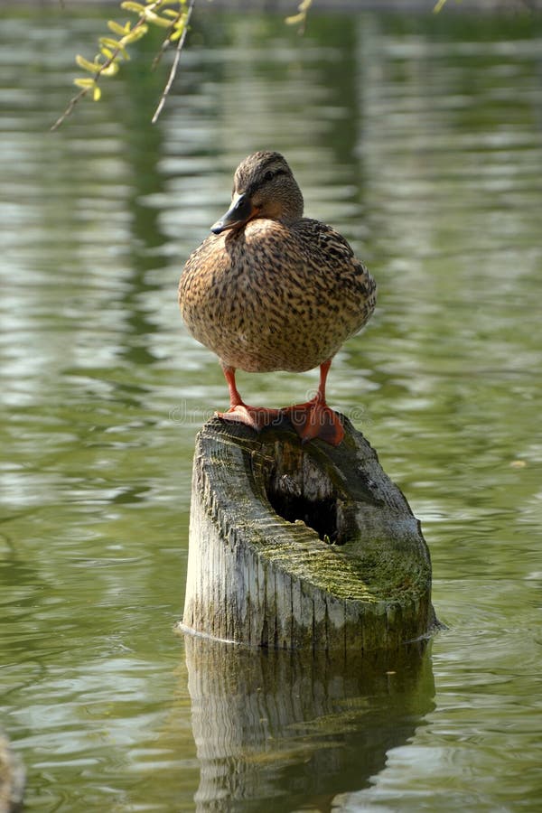 Common Mallard - Anas Platyrhynchos Stock Image - Image of bird ...