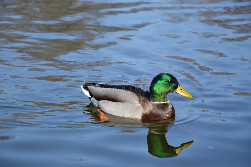 Common Mallard - Anas Platyrhynchos Stock Photo - Image of species ...