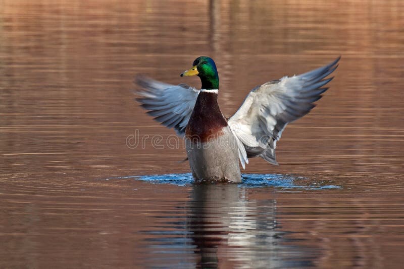 Common mallard duck male stock photo. Image of wildlife - 88928544