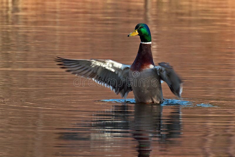 Common mallard duck male stock photo. Image of mallard - 88939980