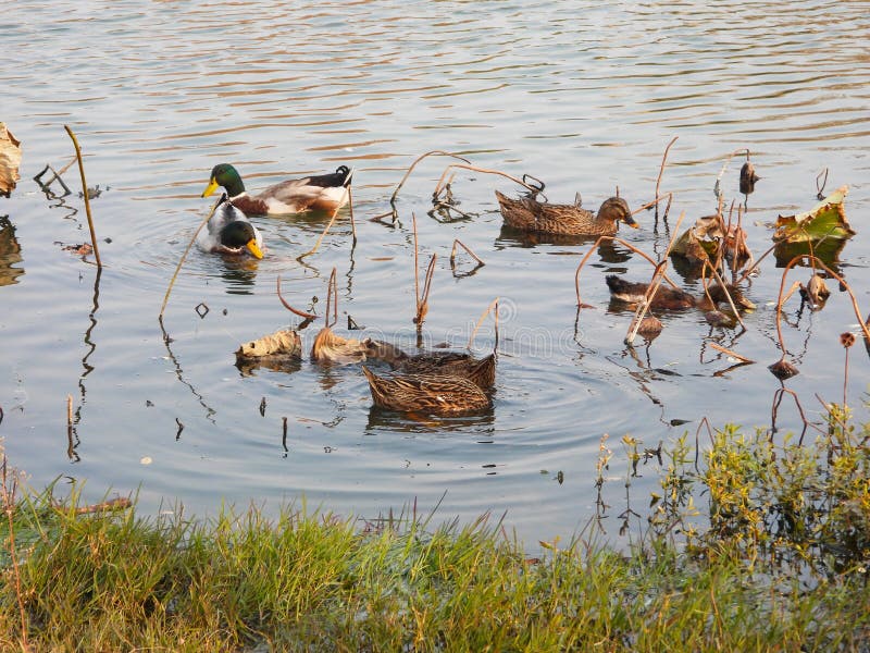 Common mallard duck female stock image. Image of lake - 88939639