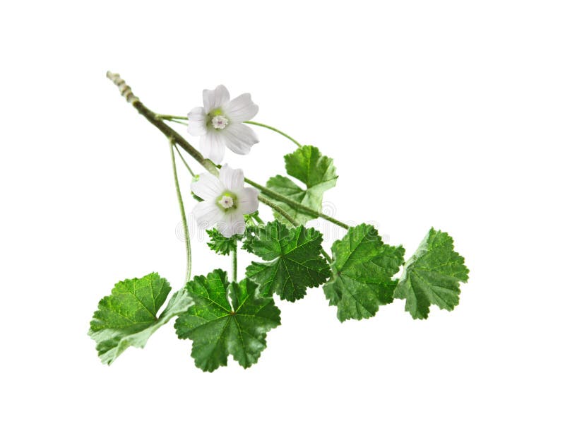 Common Mallow or Malva Sylvestris Herb Plant with Closed Flower Buds ...