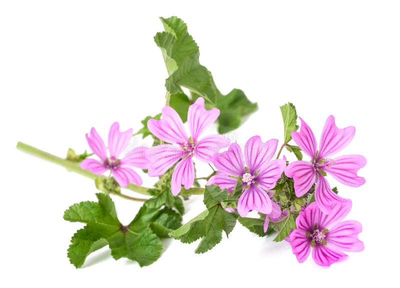 Common mallow flowers stock image. Image of bloom, fresh - 238509721