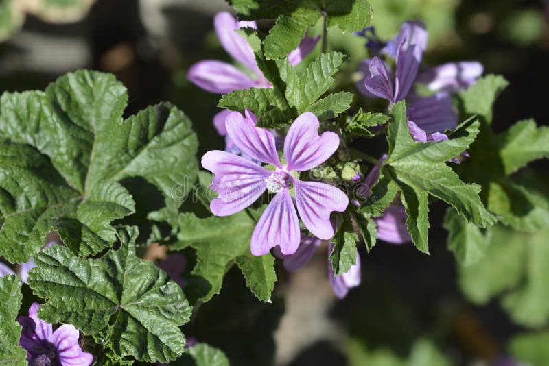 Common mallow stock photo. Image of green, sylvestris - 182371486