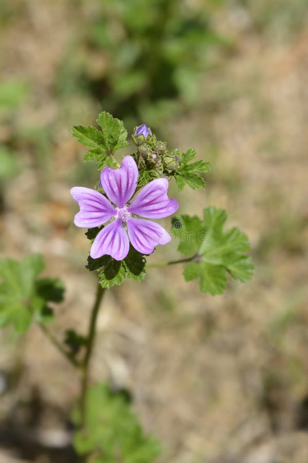 Common mallow stock photo. Image of garden, mallow, green - 188282768