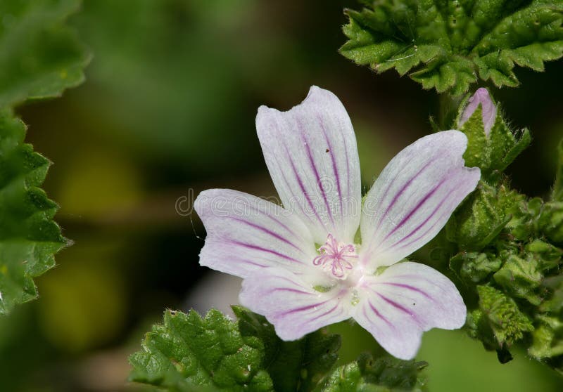 Common Mallow (malva Neglecta) Flower Stock Photo - Image of beauty ...