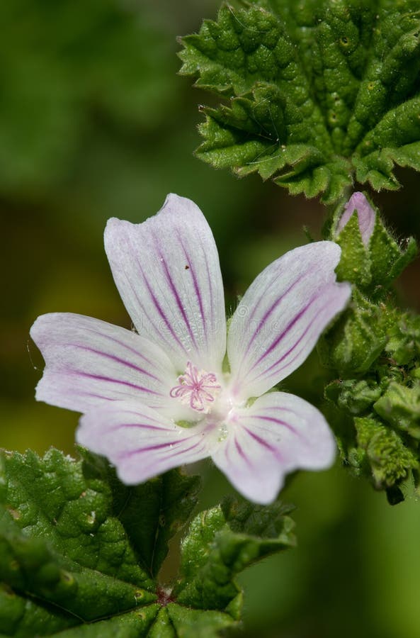 Common Mallow (malva Neglecta) Flower Stock Image - Image of ...