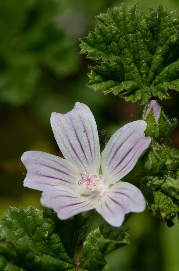 Common Mallow (malva Neglecta) Flower Stock Image - Image of closeup ...