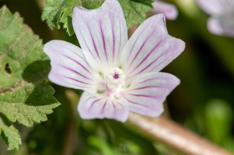 Common Mallow (malva Neglecta) Flower Stock Image - Image of common ...