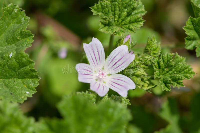 Common Mallow (malva Neglecta) Flower Stock Image - Image of common ...