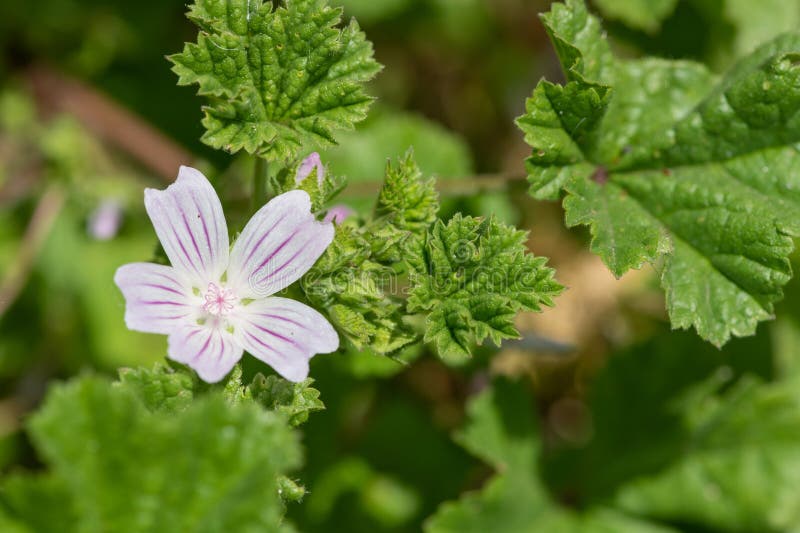 Common Mallow (malva Neglecta) Flower Stock Image - Image of blooming ...