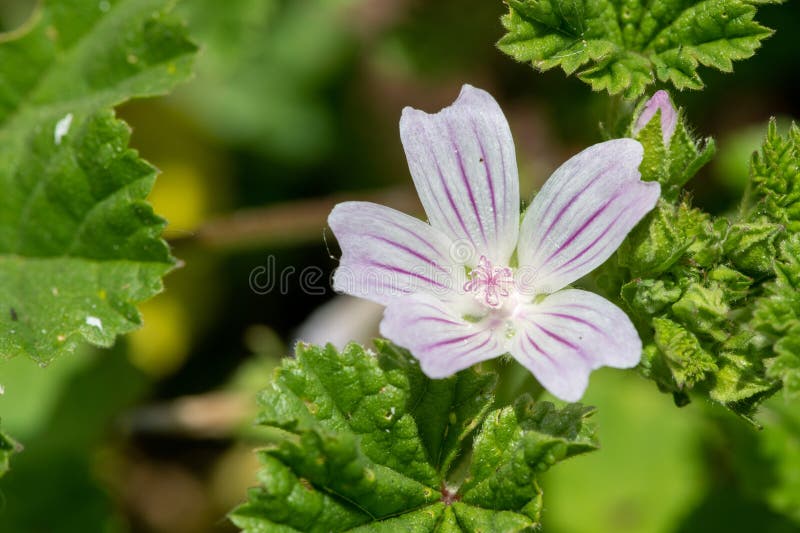 Common Mallow (malva Neglecta) Flower Stock Photo - Image of freshness ...