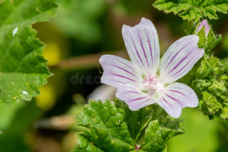 Common Mallow (malva Neglecta) Flower Stock Photo - Image of beauty ...