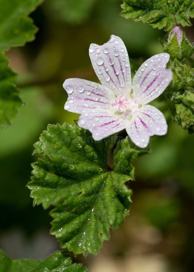 Common Mallow (malva Neglecta) Flower Stock Photo - Image of roundleaf ...