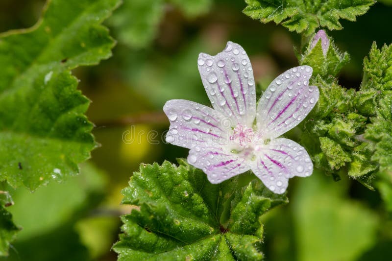 Common Mallow (malva Neglecta) Flower Stock Image - Image of weed ...