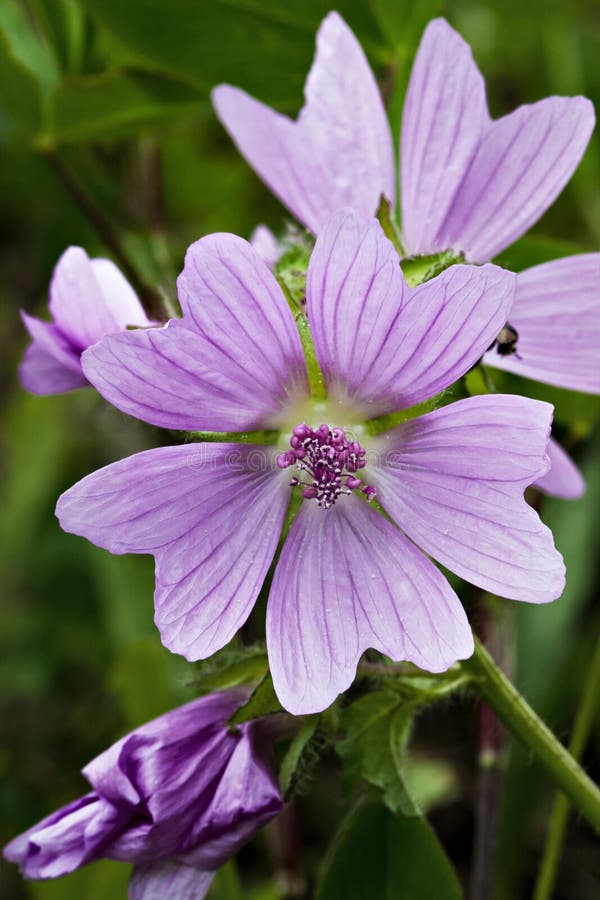 Common Mallow or Malva Sylvestris Spreading Herb Plant with Bright ...