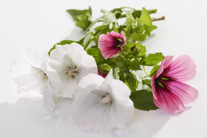 Common Mallow, Malva Sylvestris Stock Photo - Image of flower ...