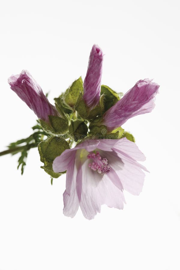 Common Mallow (Malva Sylvestris) Stock Image - Image of closeup ...