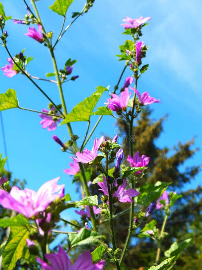 108 Roundleaf Mallow Stock Photos - Free & Royalty-Free Stock Photos ...