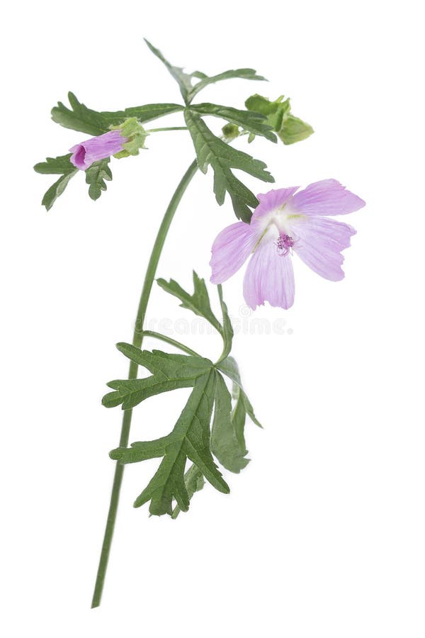 Common Mallow Malva Sylvestris Stock Photo - Image of nature, flower ...