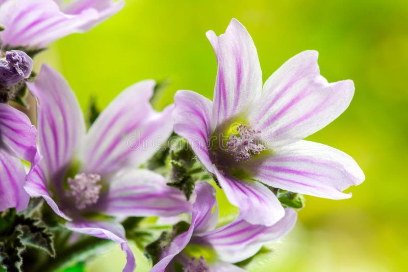Common Mallow, Malva Sylvestris Flowers Stock Image - Image of medical ...