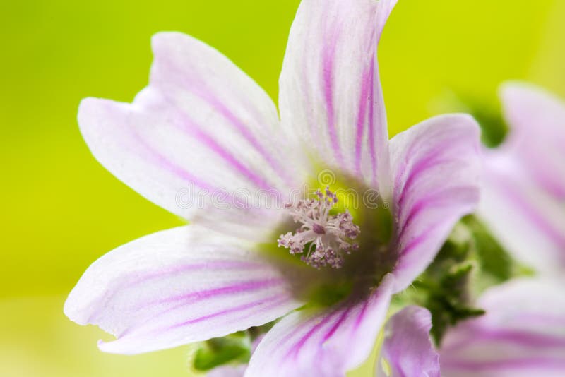 Common Mallow, Malva Sylvestris Flowers Stock Photo - Image of herb ...