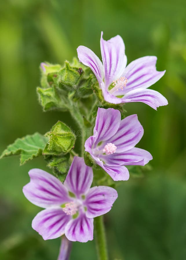 Common Mallow, Malva Sylvestris Flower Stock Photo - Image of ...