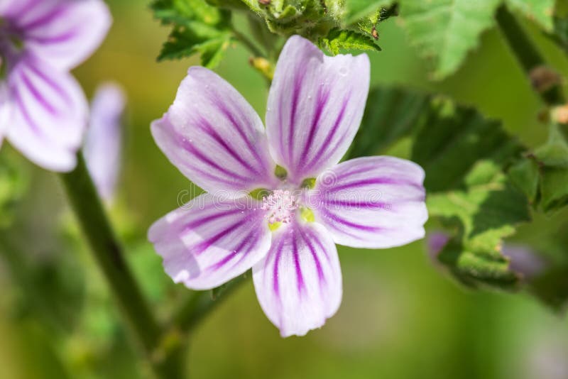 Common Mallow, Malva Sylvestris Flower Stock Photo - Image of herb ...