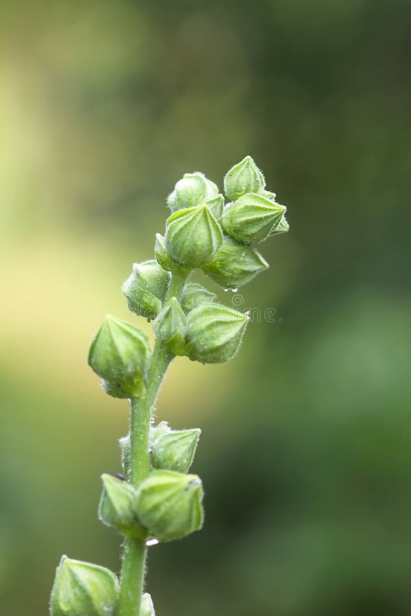 Common Mallow or Malva Sylvestris Flowers Stock Image - Image of ...