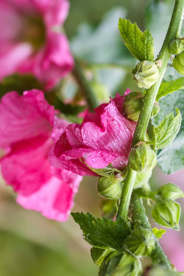 Common Mallow or Malva Sylvestris Flowers Stock Image - Image of petal ...